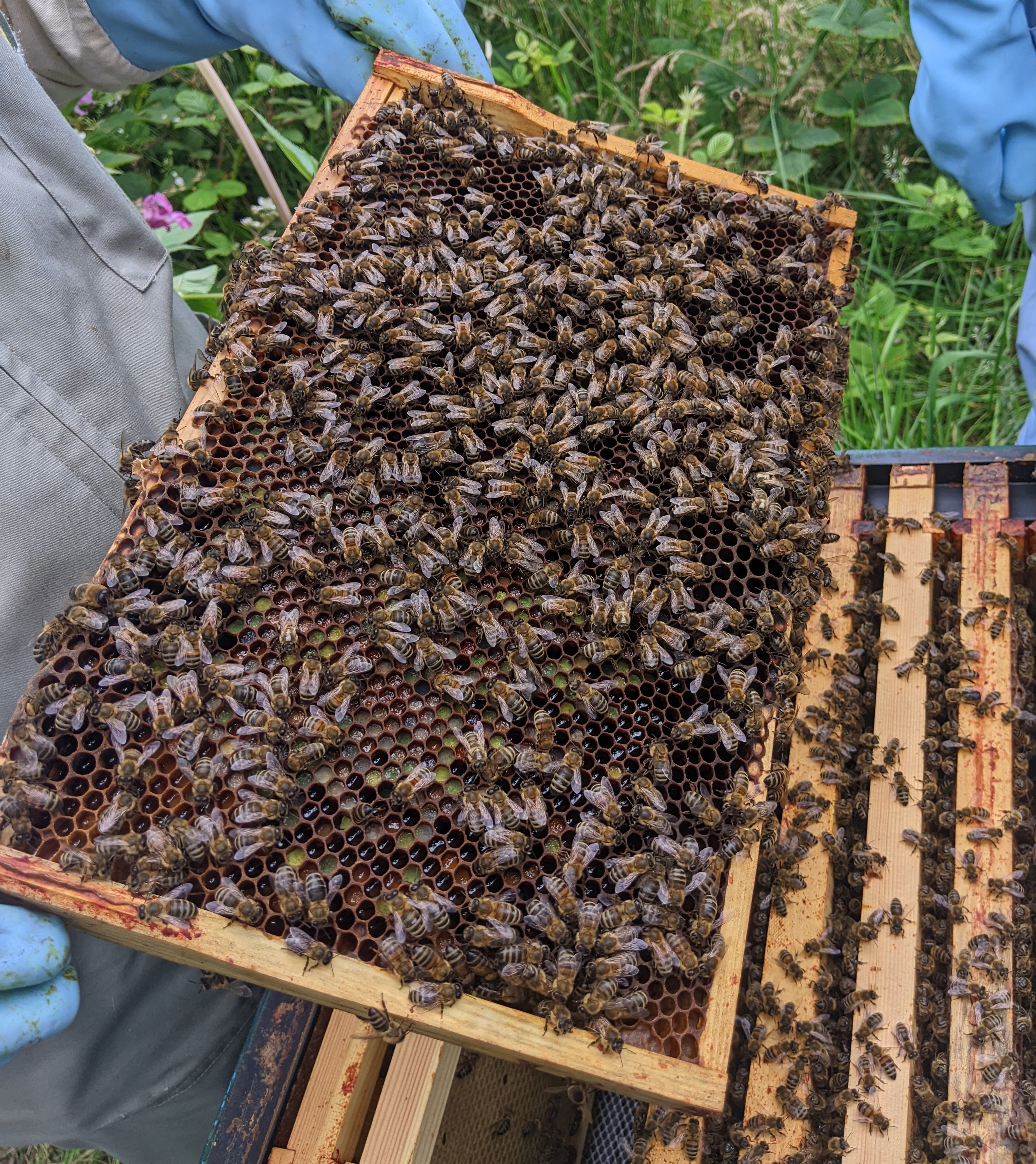 WHAT'S INVOLVED – The Bee School